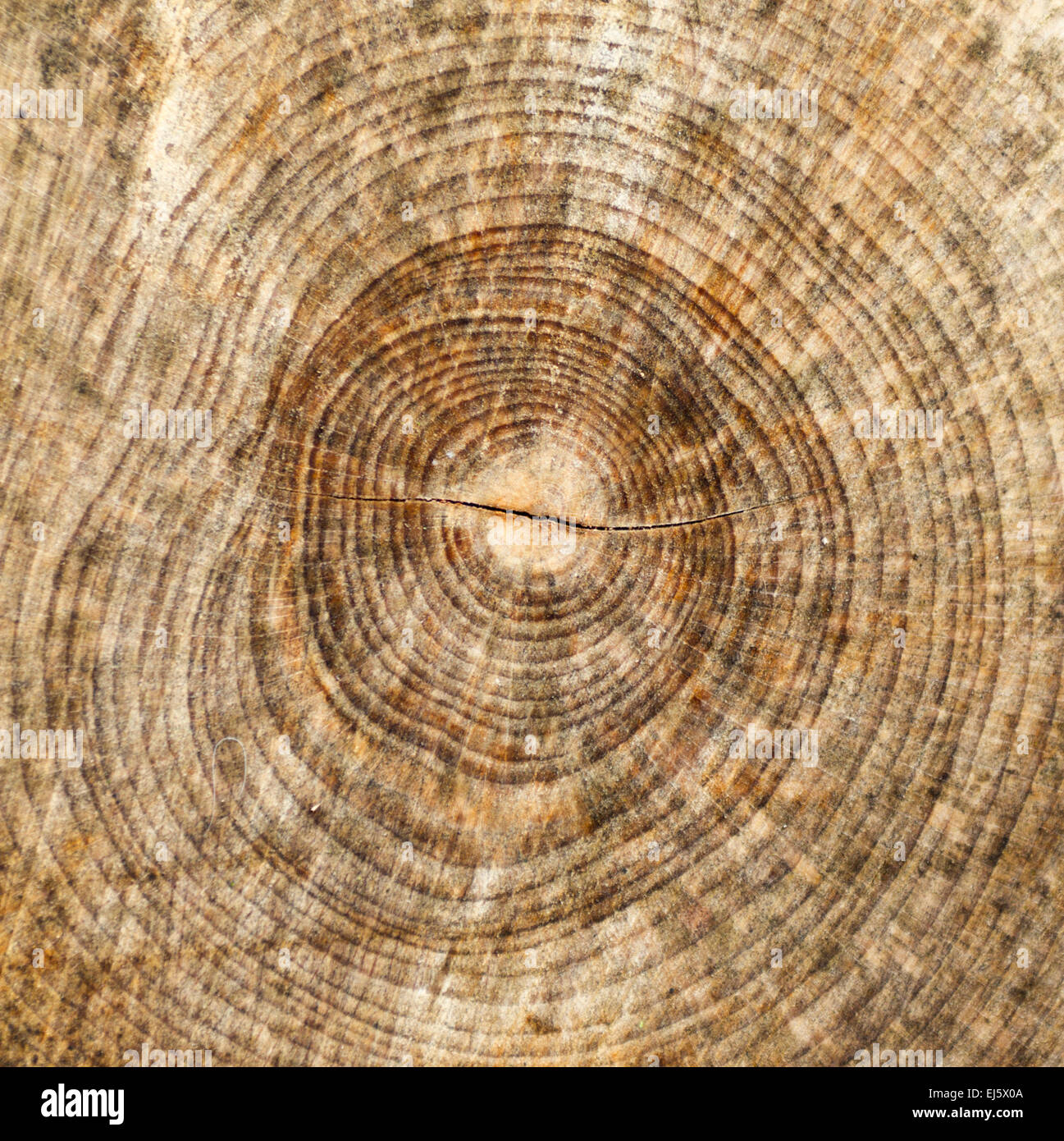 Tree trunk rings hi-res stock photography and images - Alamy