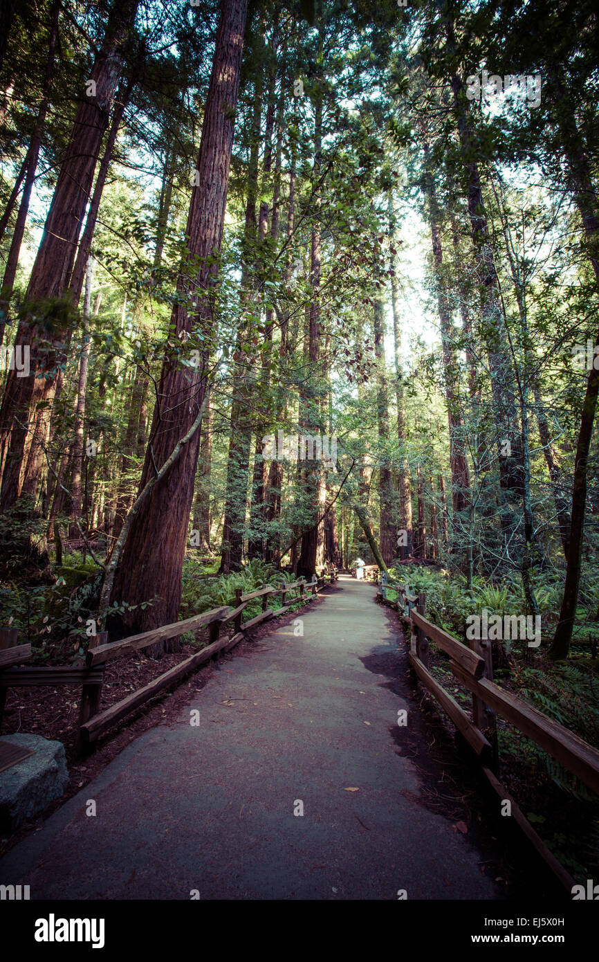 Redwood national park, pathway through the redwoods giants Stock Photo ...