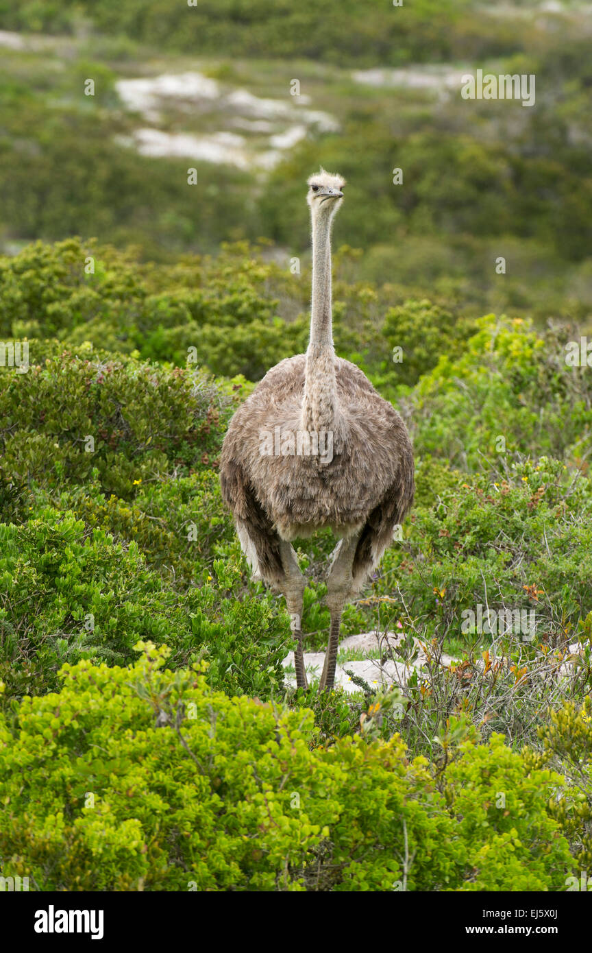 Female Ostrich, Struthio camelus, West Coast National Park, Postberg ...