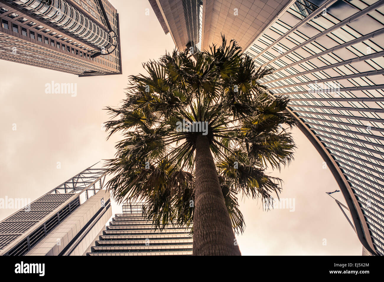 A palm tree in the city among skyscrapers Stock Photo - Alamy