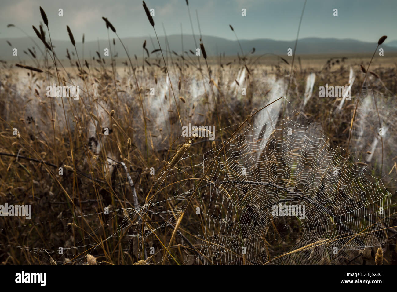 Spiders catching insects hi-res stock photography and images - Alamy