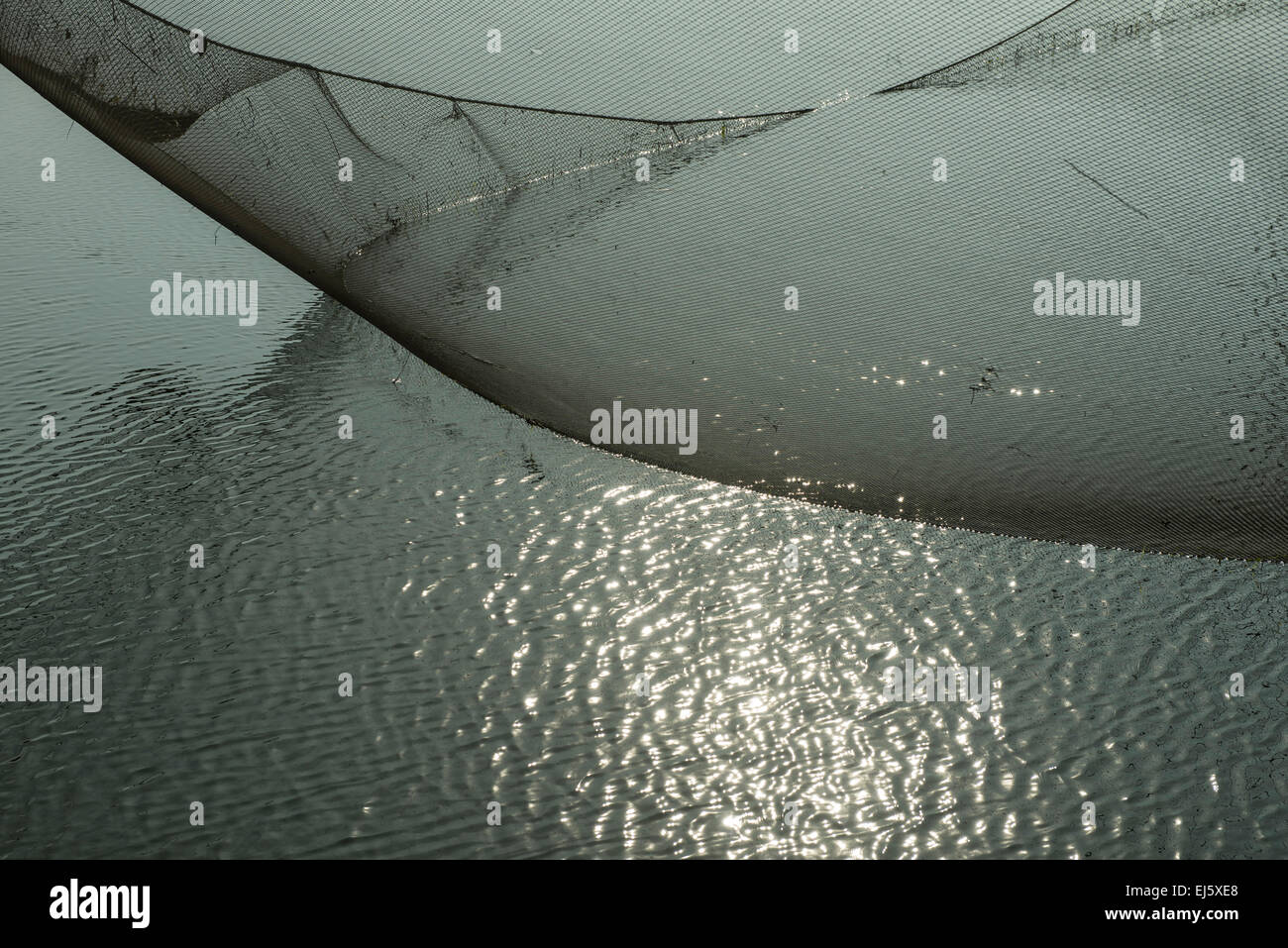 Fish net underwater hi-res stock photography and images - Alamy