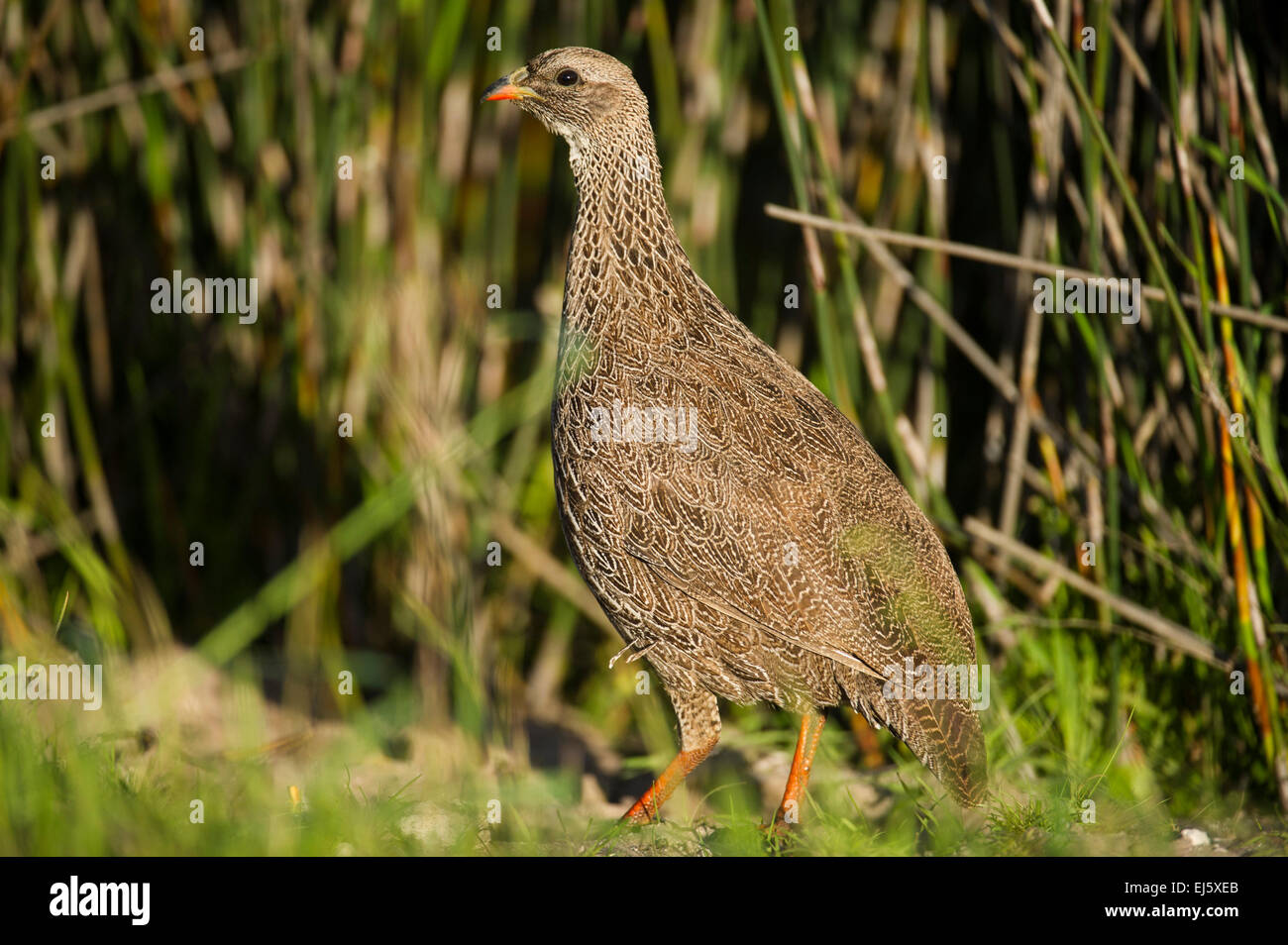 South africa cape spurfowl francolin hi-res stock photography and ...