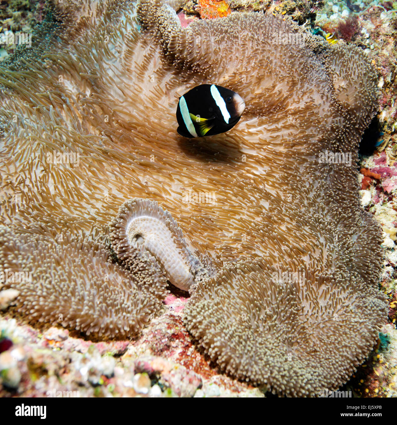Anemonefish (Amphiprion sebae) in a sea anemone (Heteractis magnifica ...