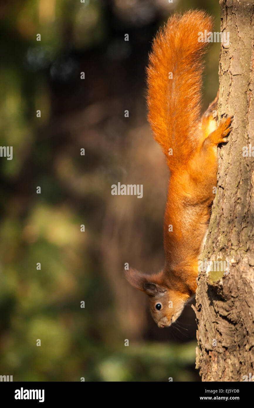 Red squirrel sitting on the tree Stock Photo - Alamy