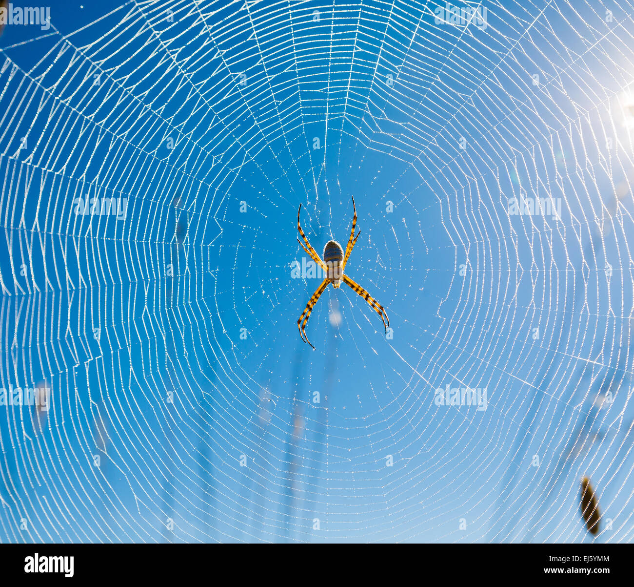 King spider hi-res stock photography and images - Alamy