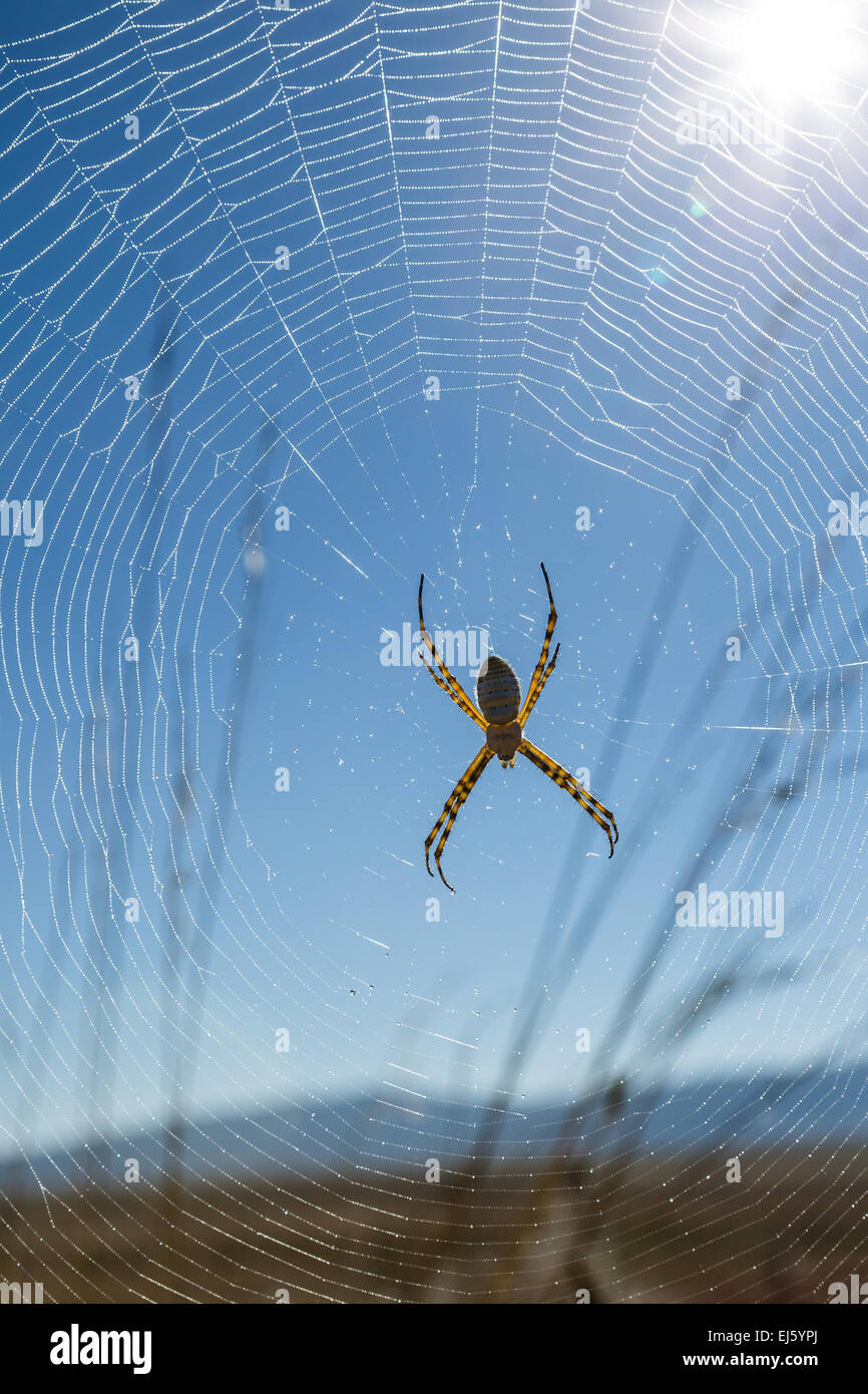 A spider on a web in the morning sun Stock Photo - Alamy