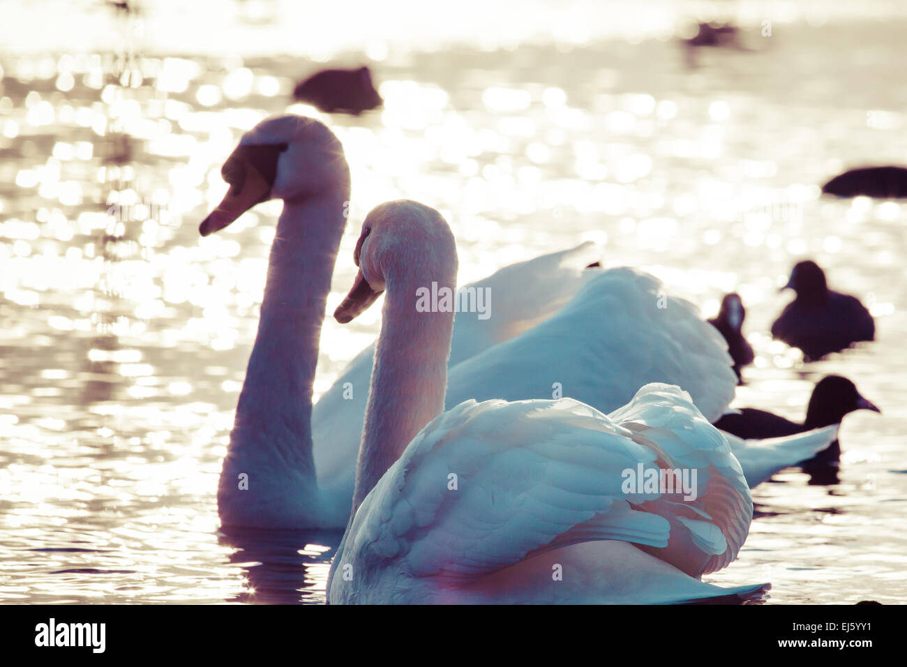 Swan floating on the water at winter time Stock Photo - Alamy