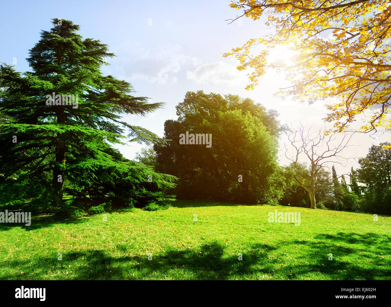 Meadow in the background trees hi-res stock photography and images - Alamy