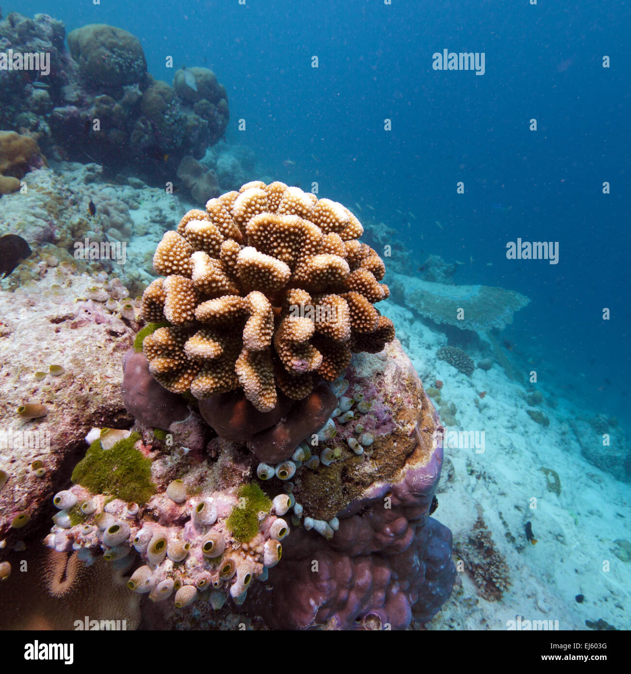 Colorful Tropical Coral Reef Landscape, Maldives Stock Photo - Alamy