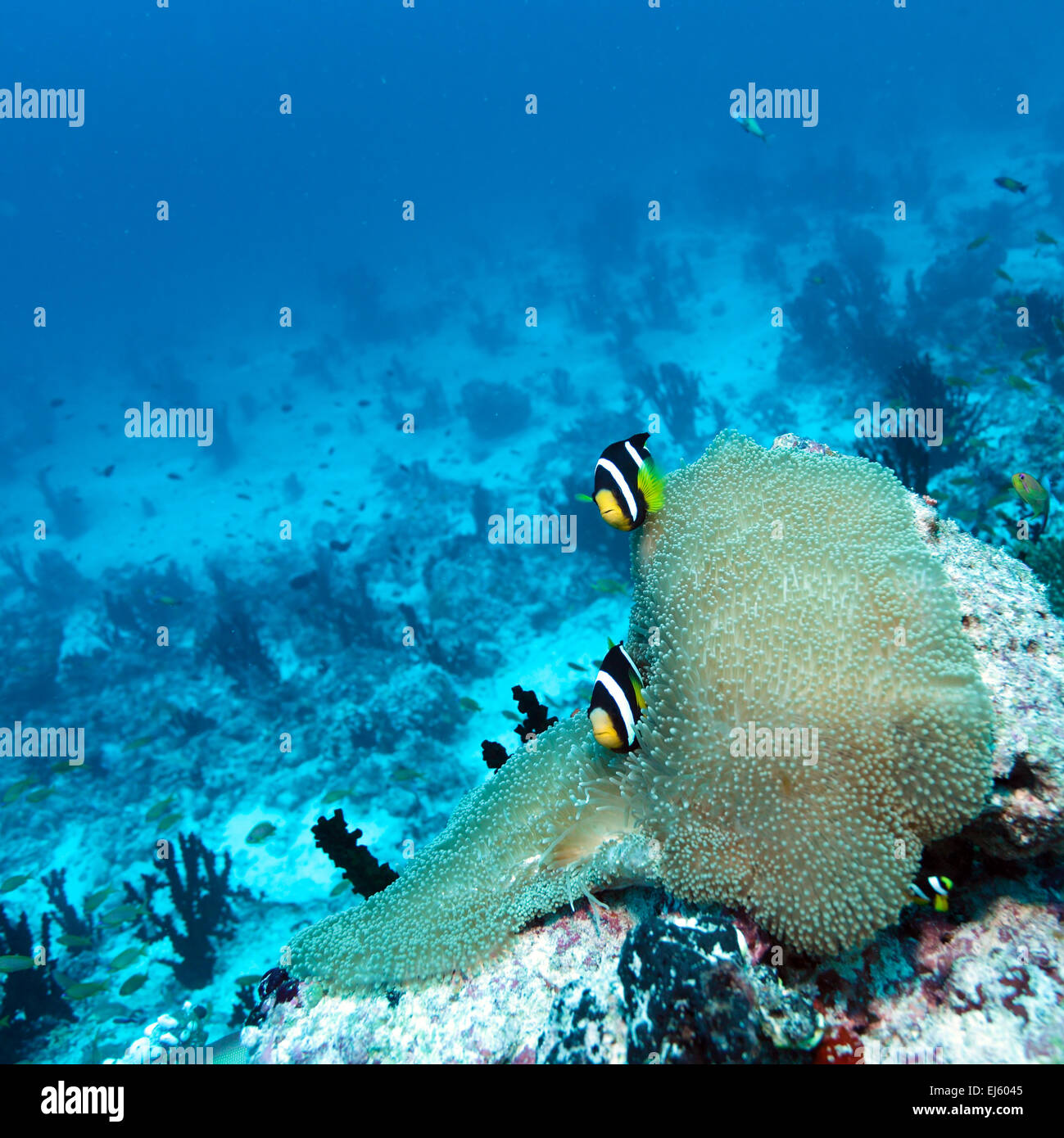 Maldives anemonefish snorkeling hi-res stock photography and images - Alamy