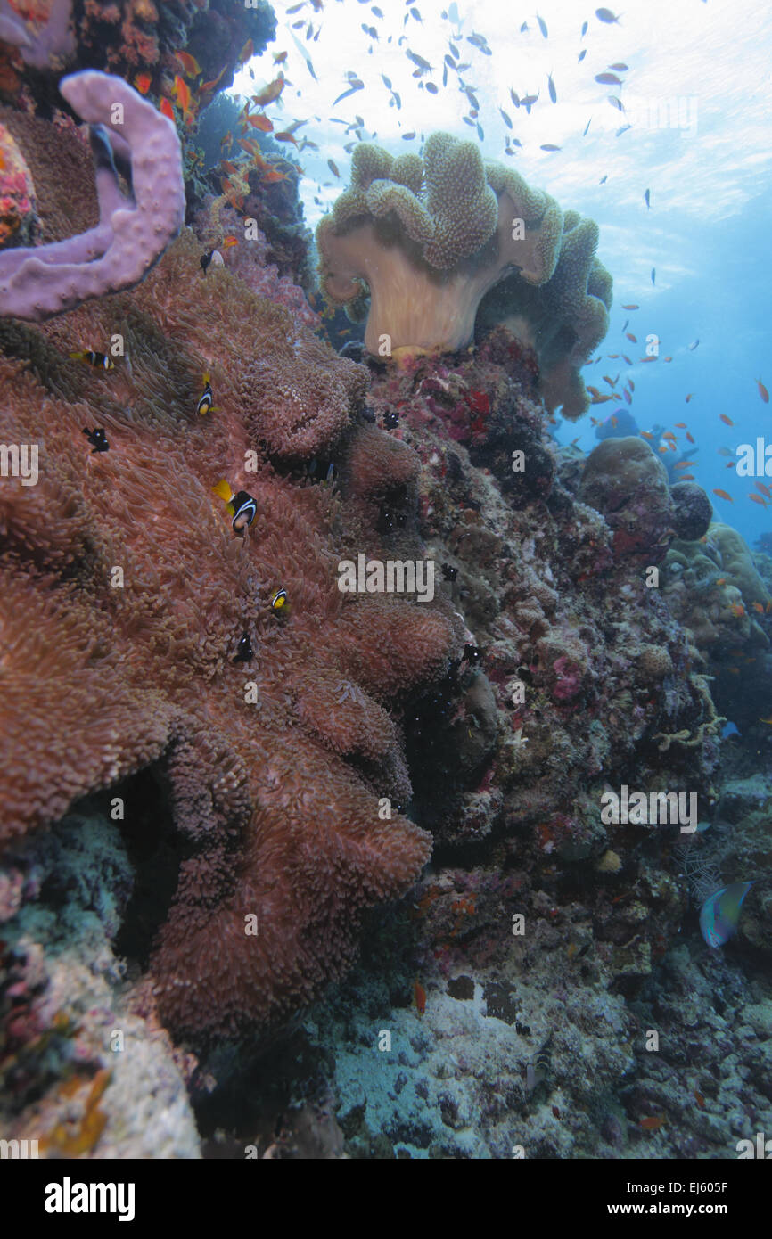 Yellowtail clownfish (Amphiprion clarkii) with sea anemone, Maldives ...