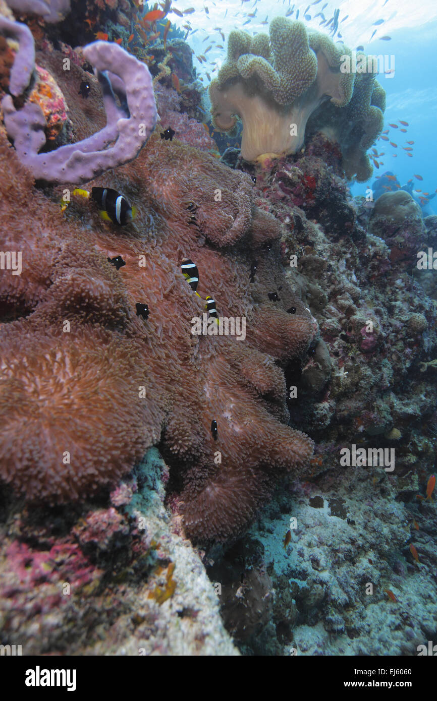 Yellowtail clownfish (Amphiprion clarkii) with sea anemone, Maldives ...