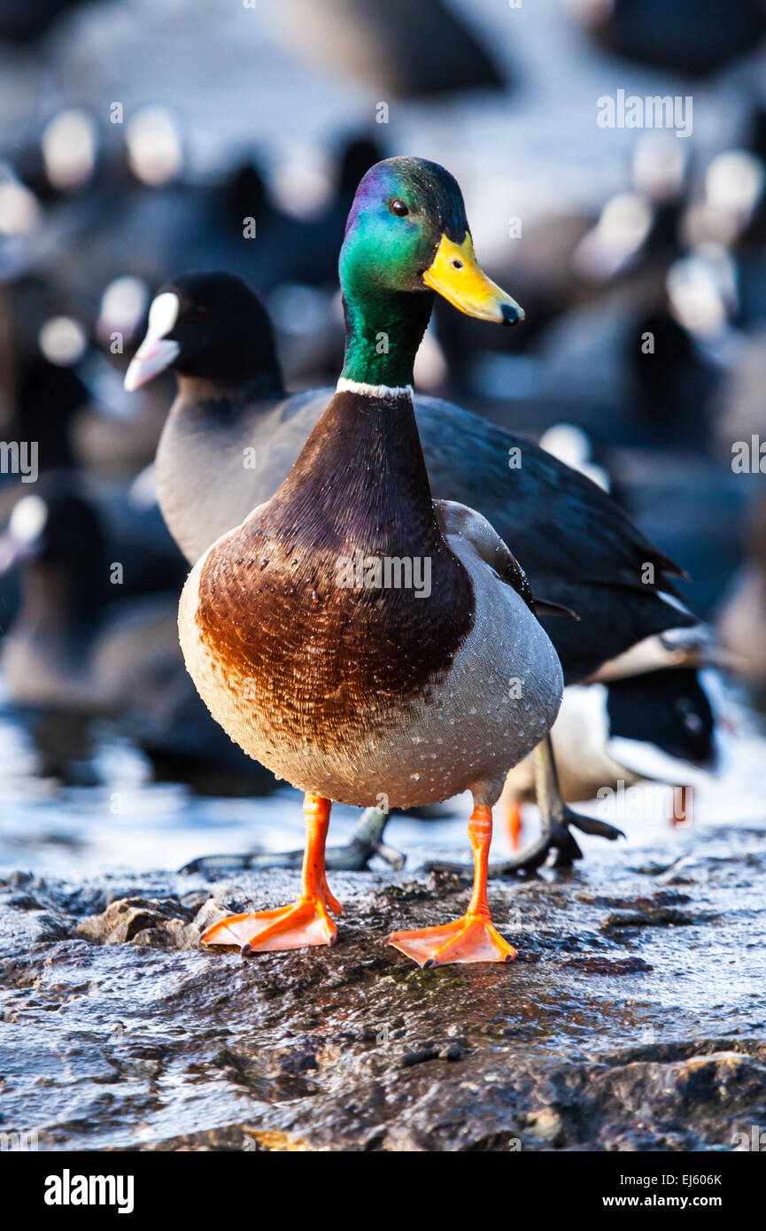 Male and female coots hi-res stock photography and images - Alamy