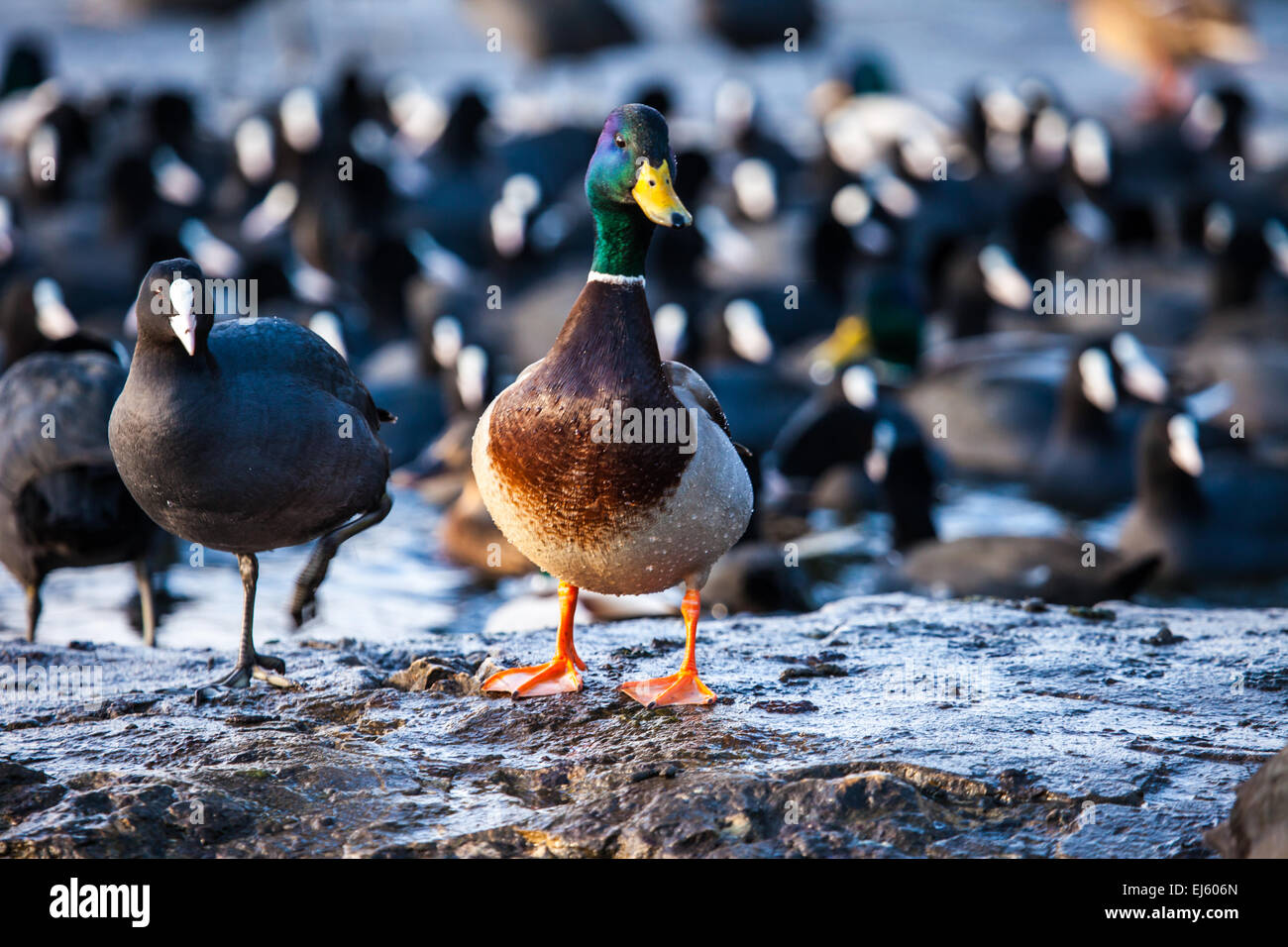 Wild male Mallard duck over coots Stock Photo - Alamy