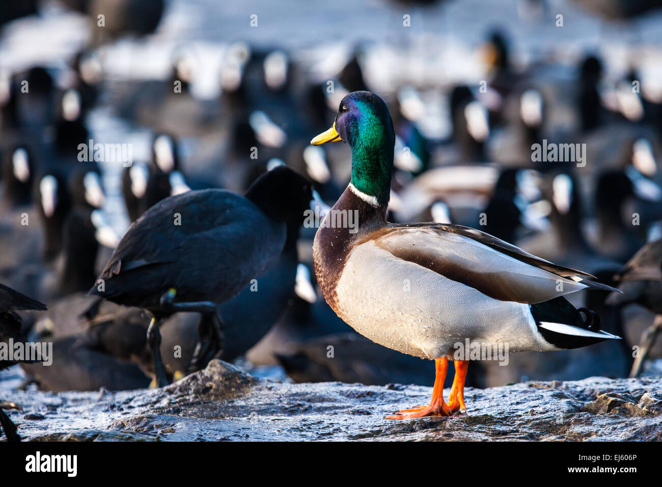 Wild male Mallard duck over coots Stock Photo - Alamy