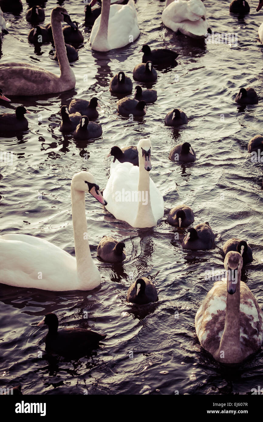 Swan floating on the water at winter time Stock Photo - Alamy