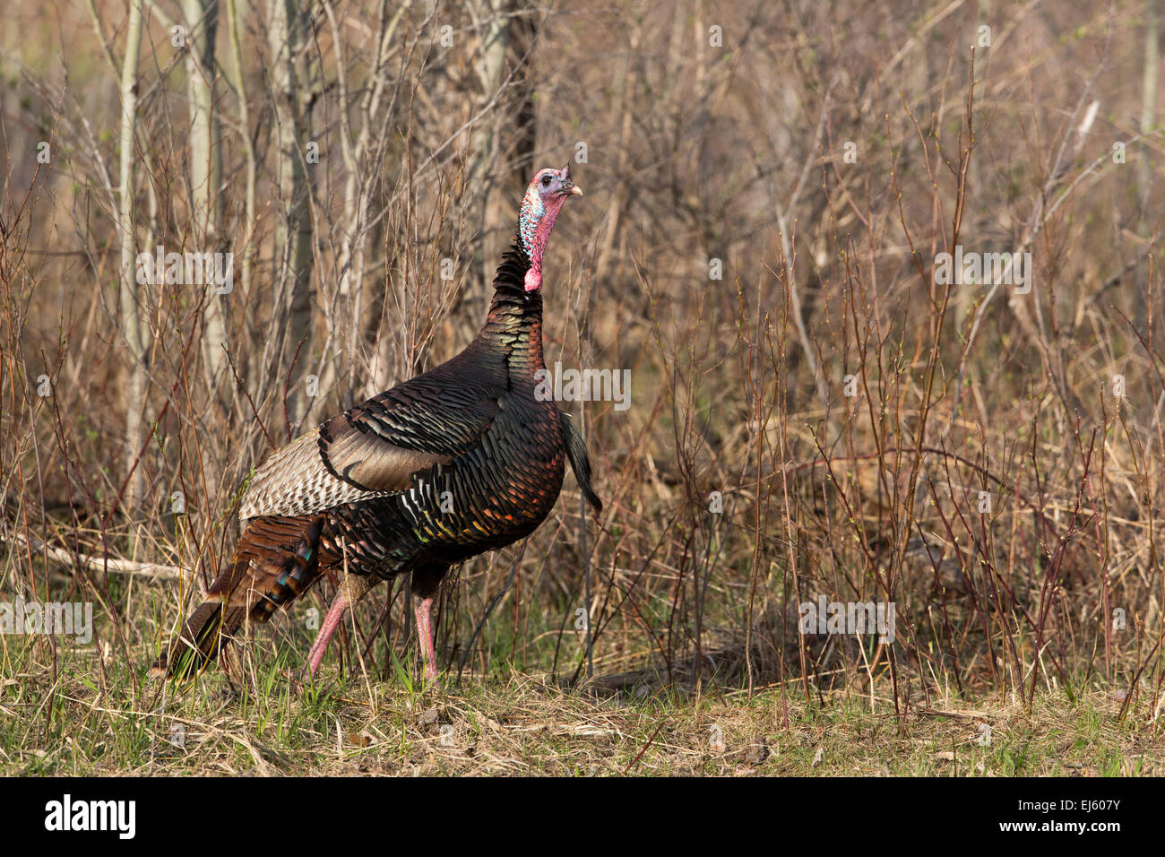 Eastern wild Turkey Stock Photo - Alamy