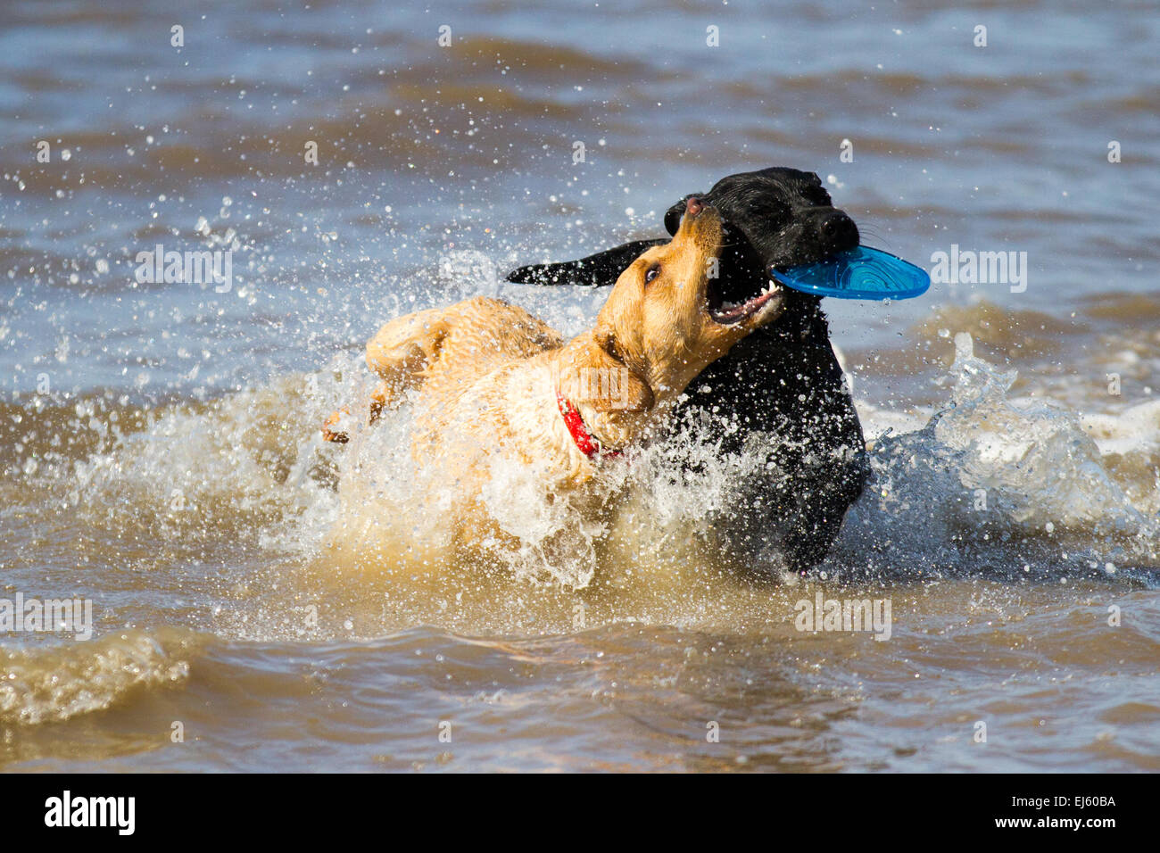 Dogs playing in water at Ainsdale beach, Southport, UK. 22nd March ...