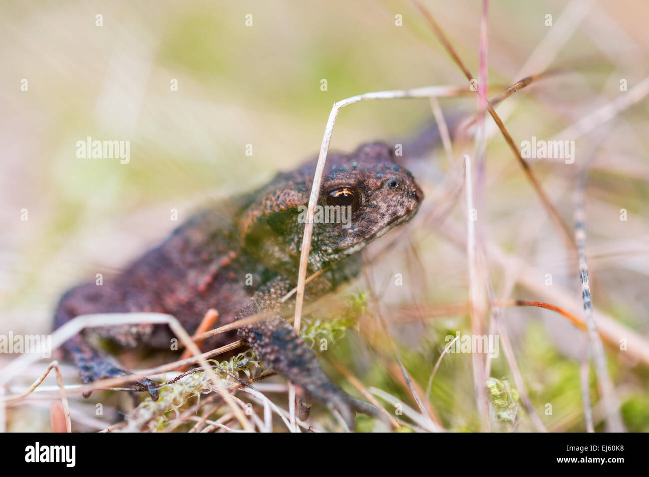 Common toad in the grass Stock Photo - Alamy