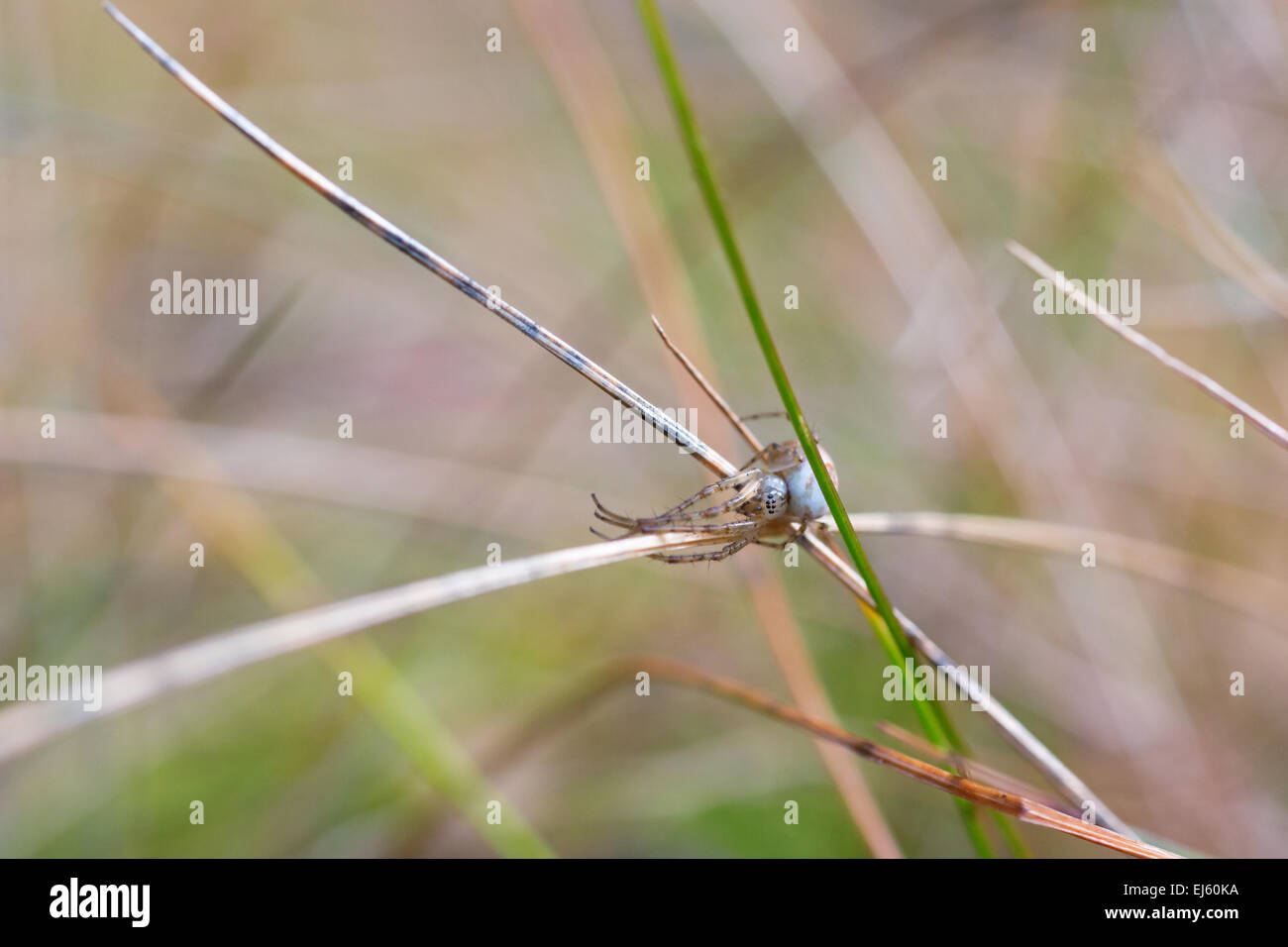Straw insects hi-res stock photography and images - Alamy