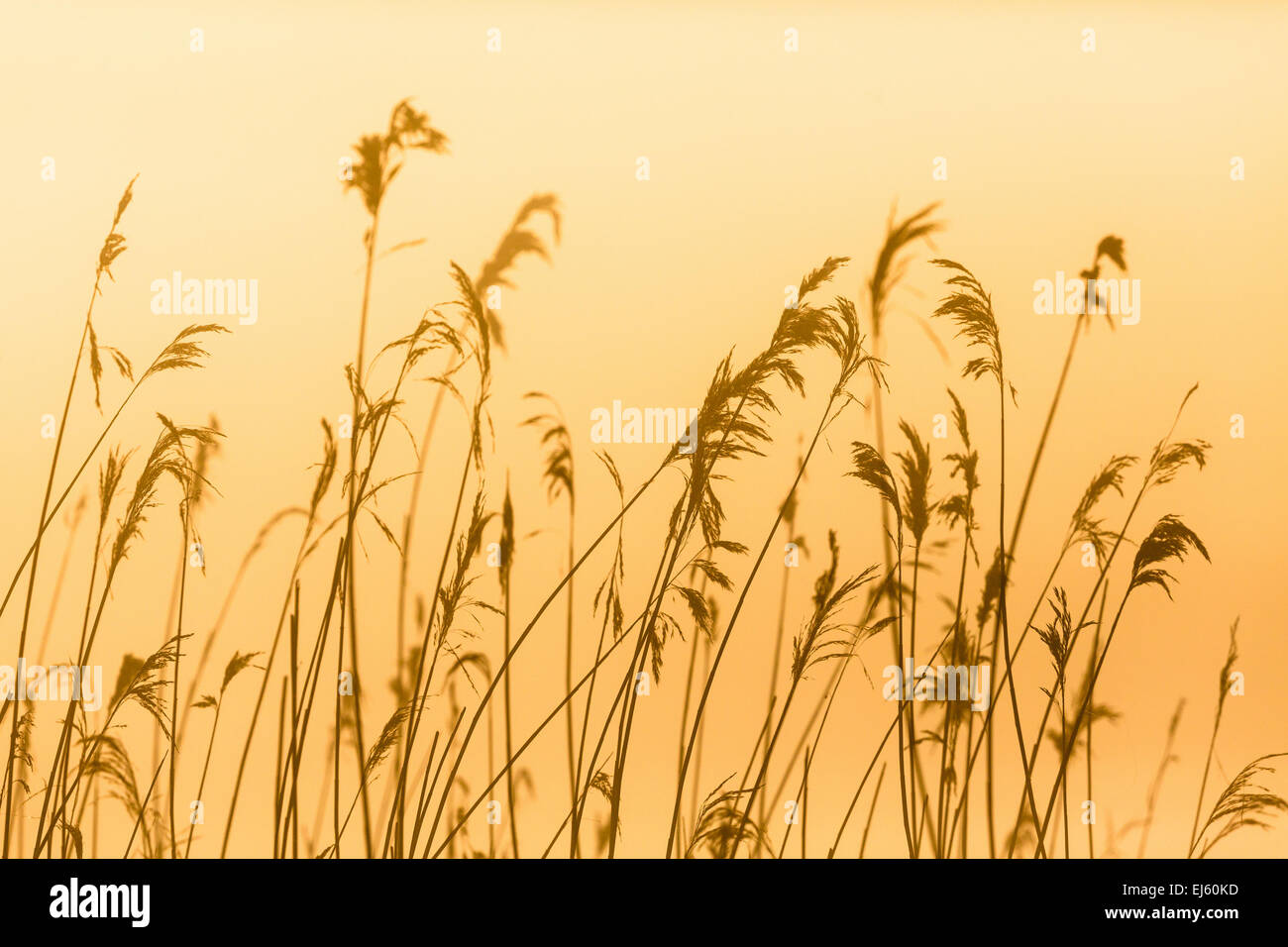Reed in backlight hi-res stock photography and images - Alamy
