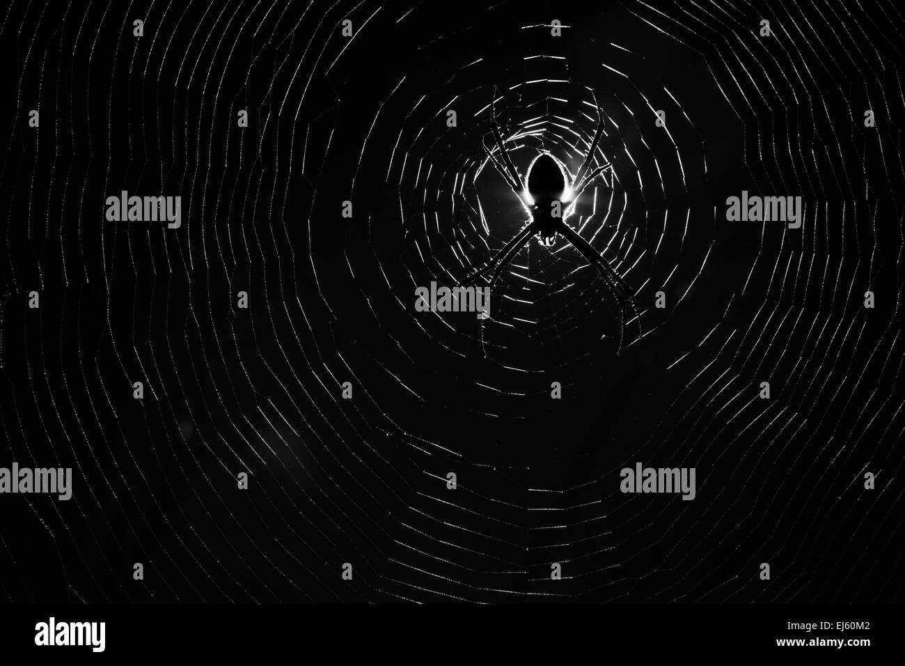 Spider round Black and White Stock Photos & Images - Alamy