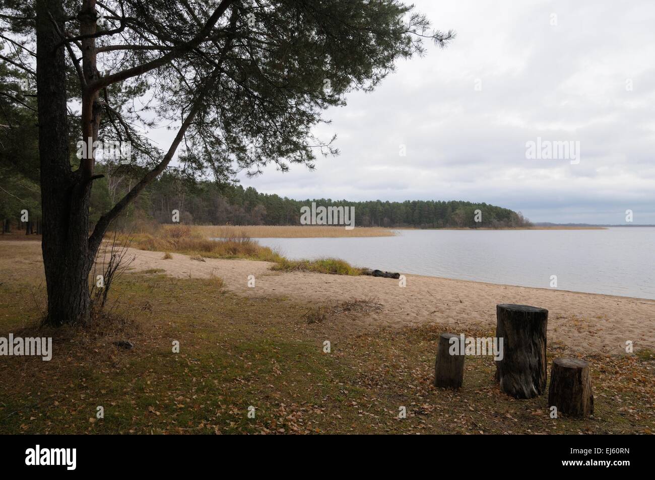 Three stumps on the beach of the lake at dead season Stock Photo - Alamy