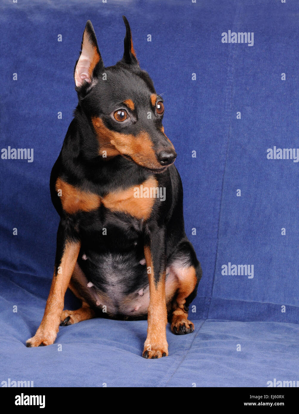 Black Miniature Pincher poses on blue background Stock Photo - Alamy