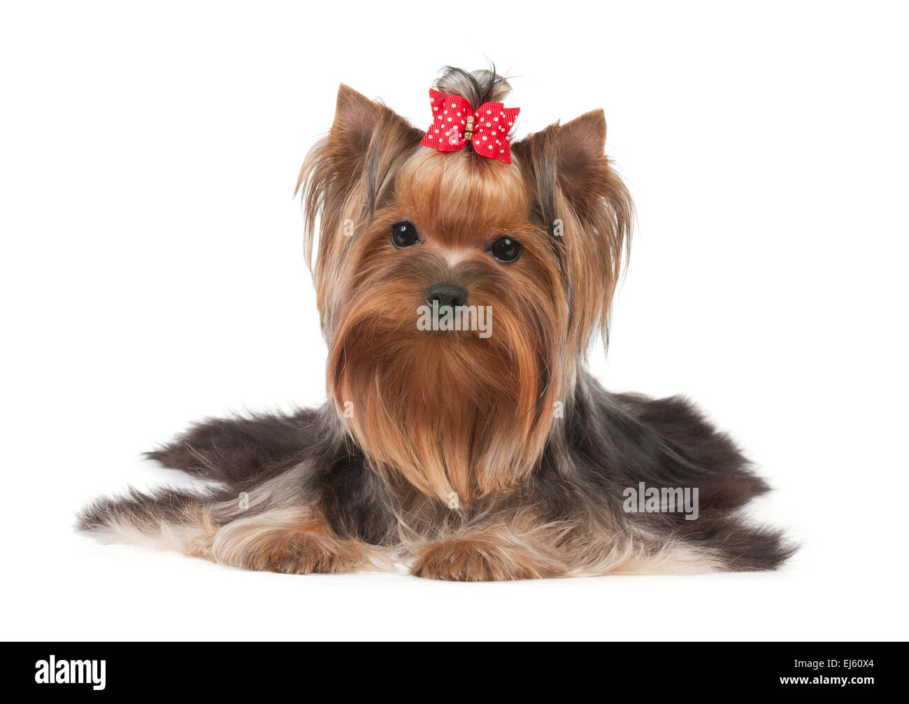 One Yorkshire Terrier isolated on the white background Stock Photo - Alamy