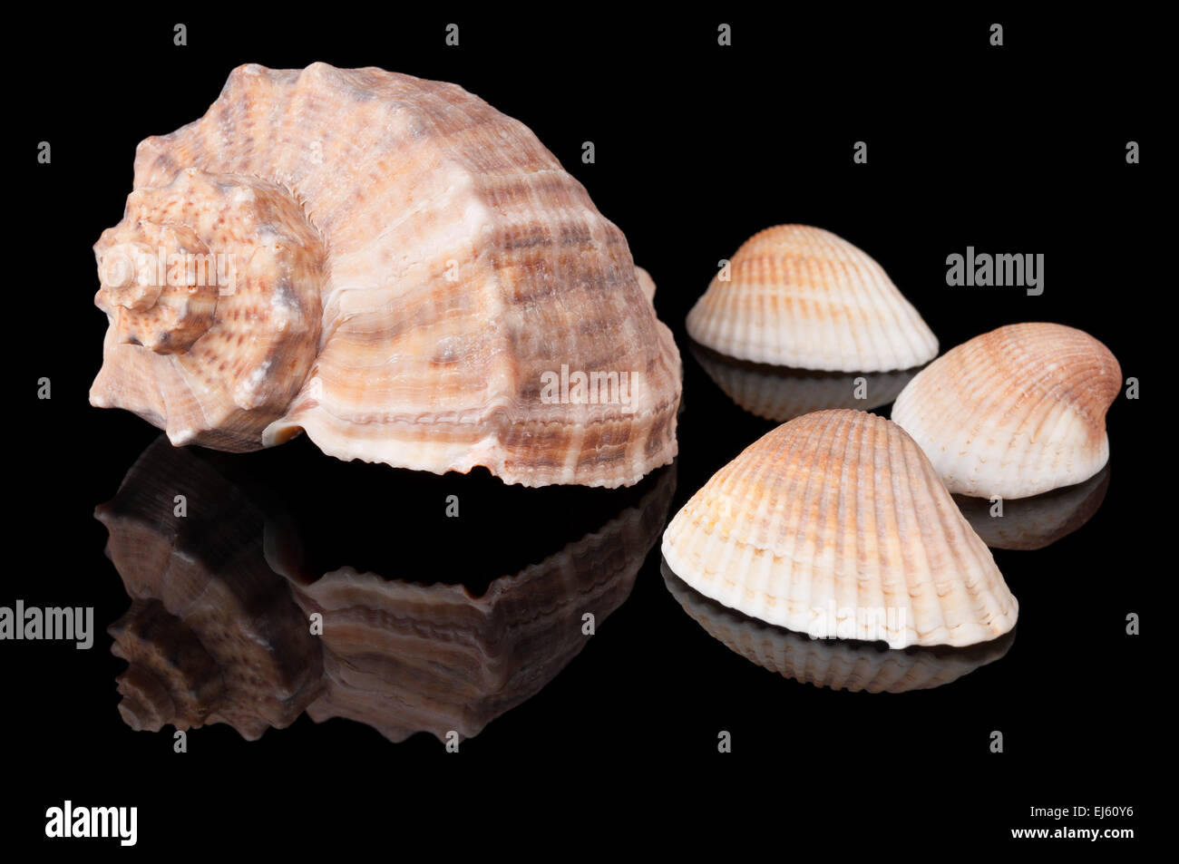 Four seashells on the black reflecting background Stock Photo - Alamy