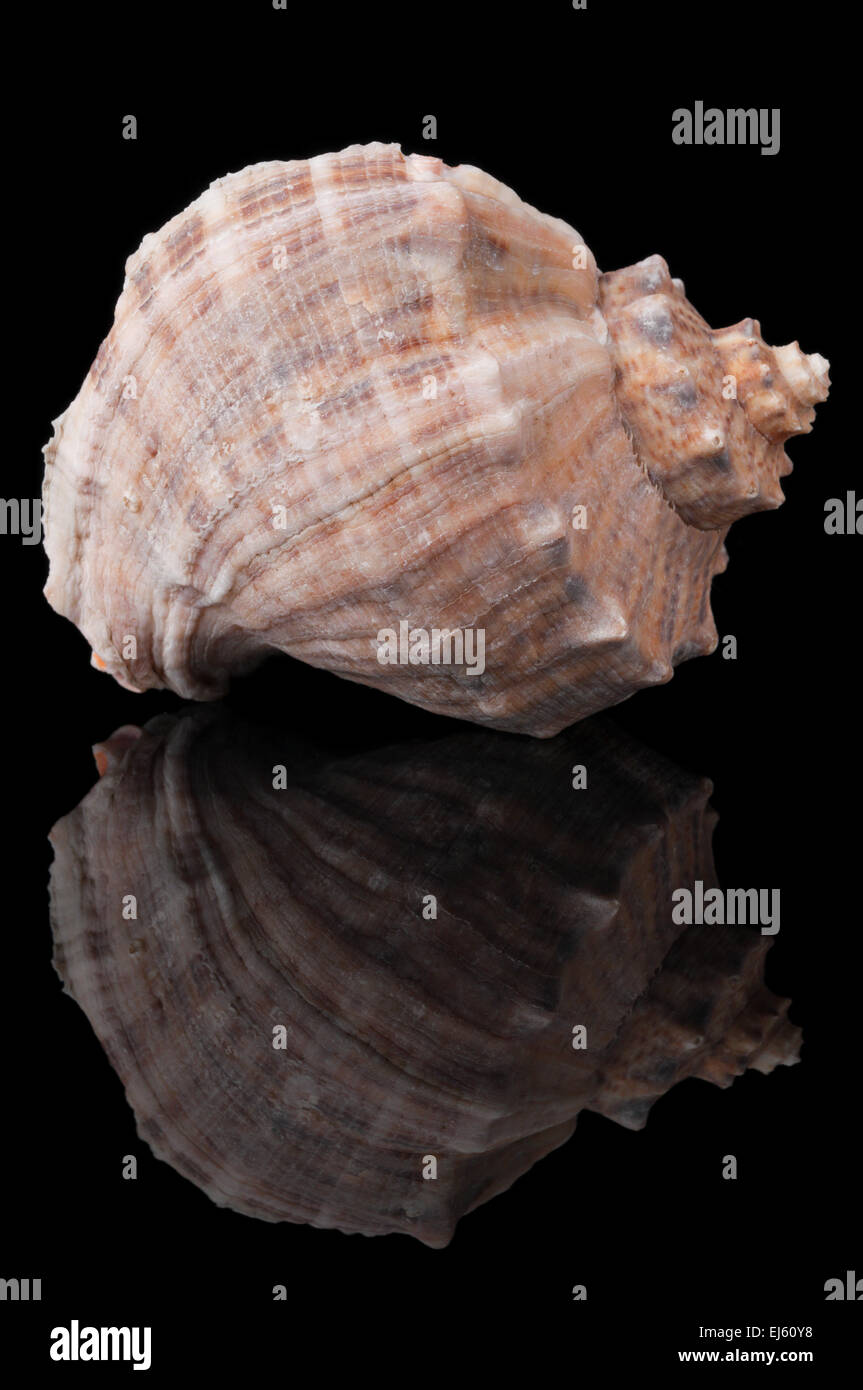 Large seashell on the black reflecting background Stock Photo - Alamy