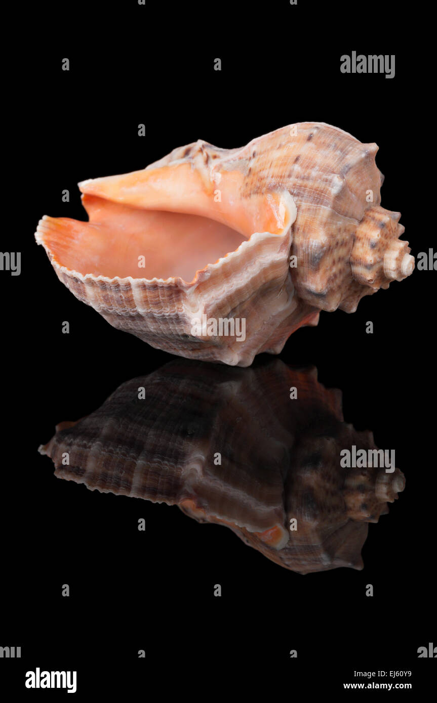 One seashell on the black reflecting background Stock Photo - Alamy