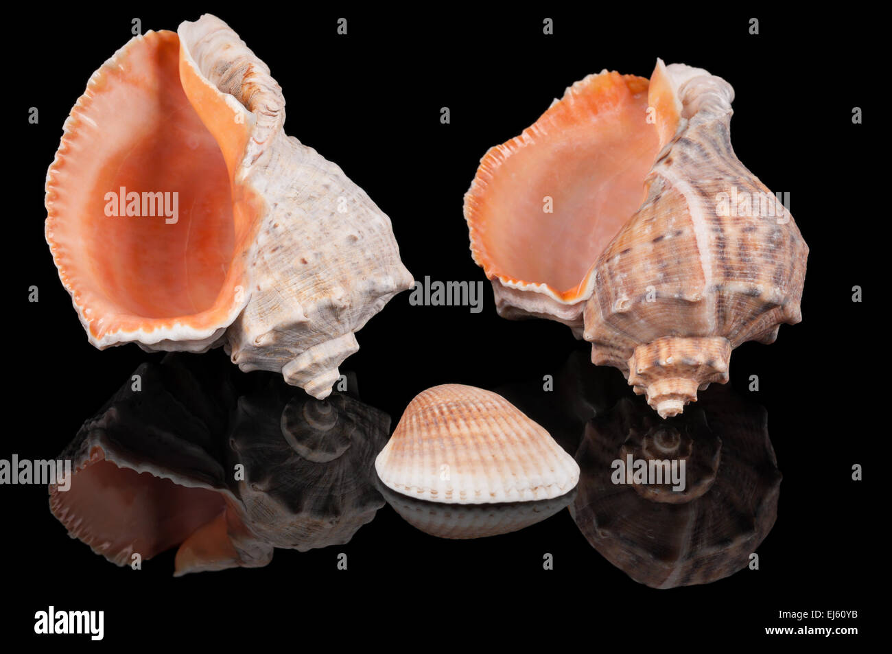 Three seashells n the black reflecting background Stock Photo - Alamy