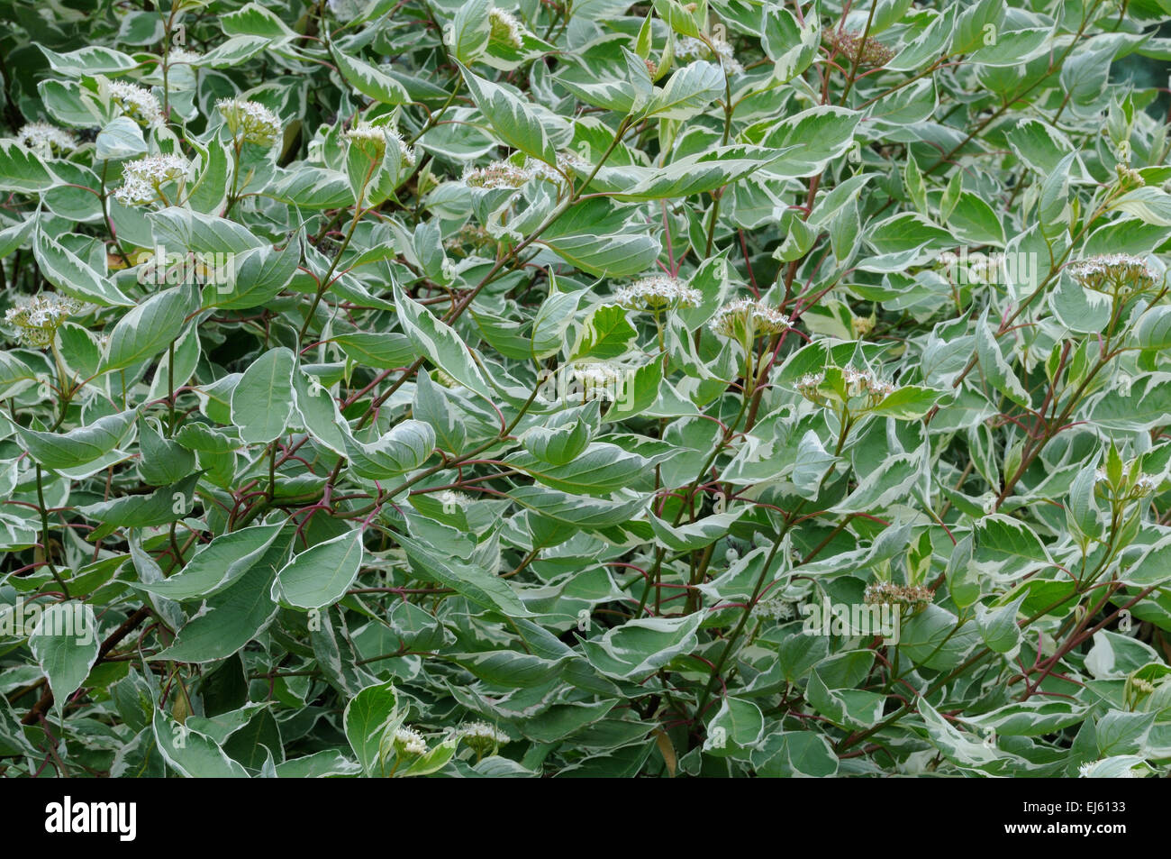 Blooming green bush in the garden makes background Stock Photo - Alamy