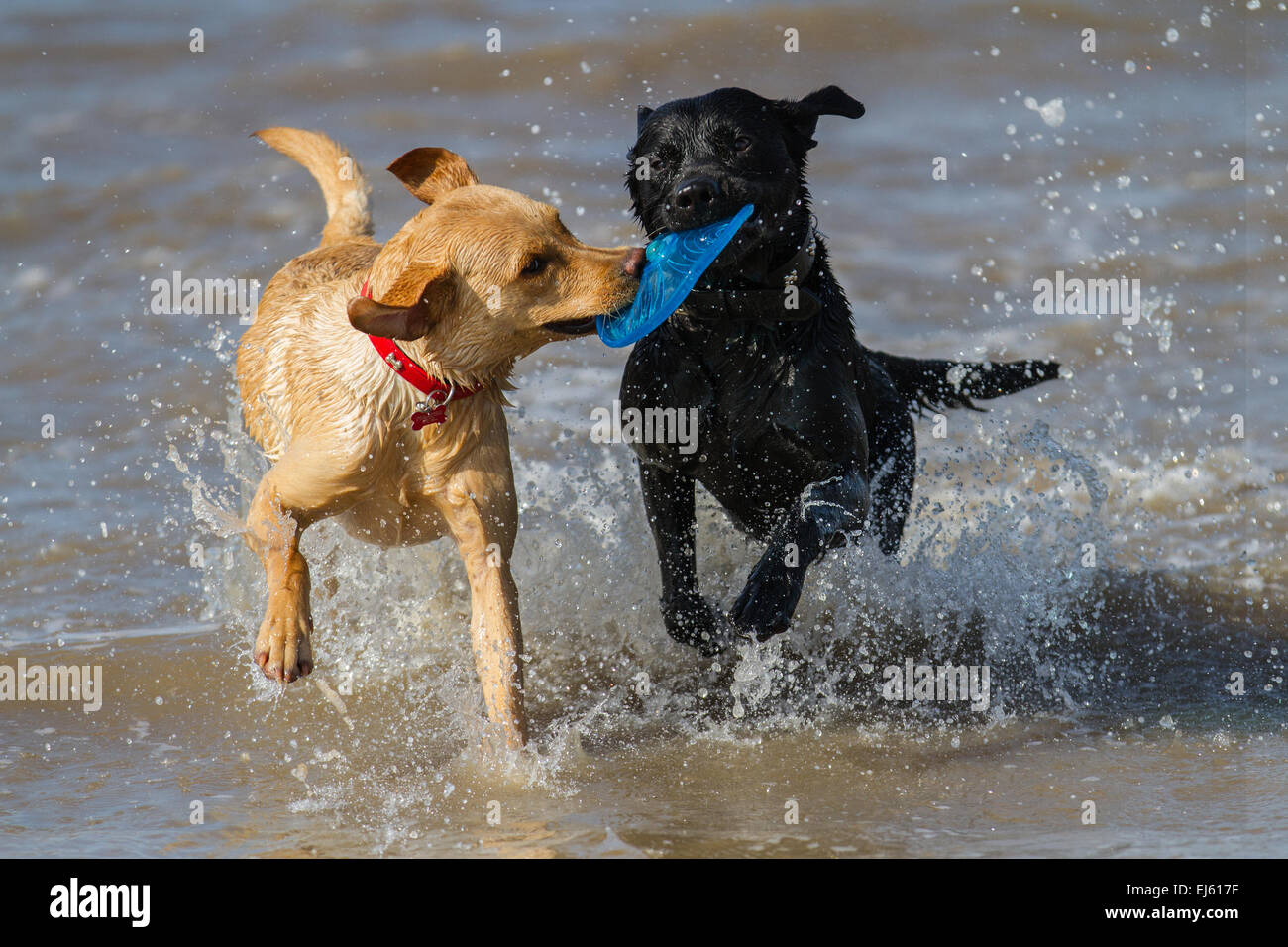 Dogs playing in water at Ainsdale beach, Southport, UK. 22nd March ...