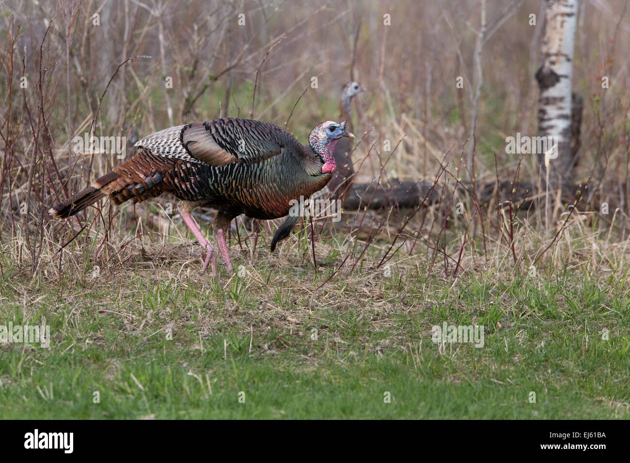 Eastern wild Turkey Stock Photo - Alamy