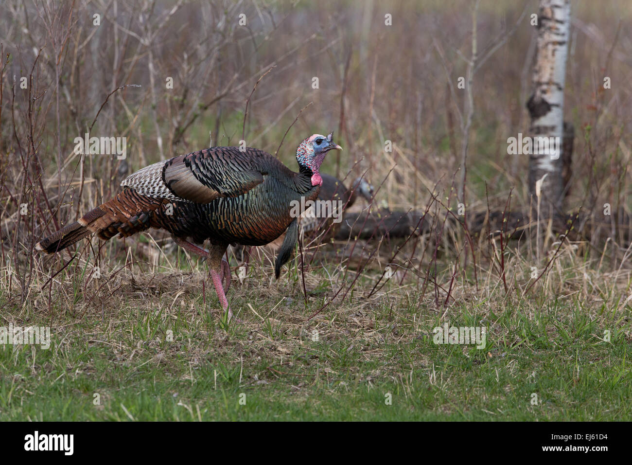 Eastern wild Turkey Stock Photo - Alamy