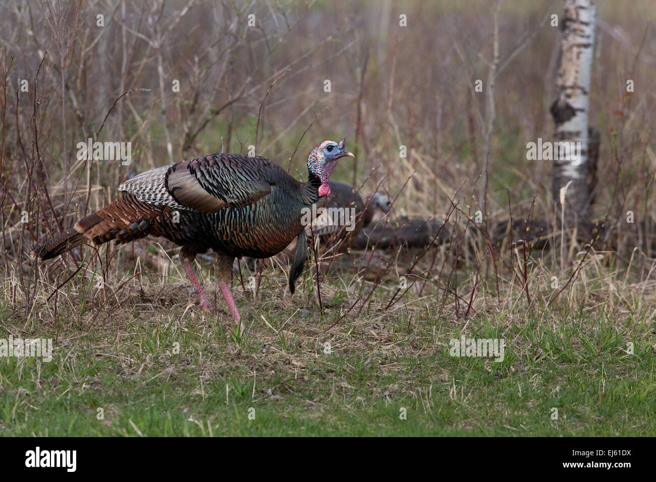 Eastern wild Turkey Stock Photo - Alamy