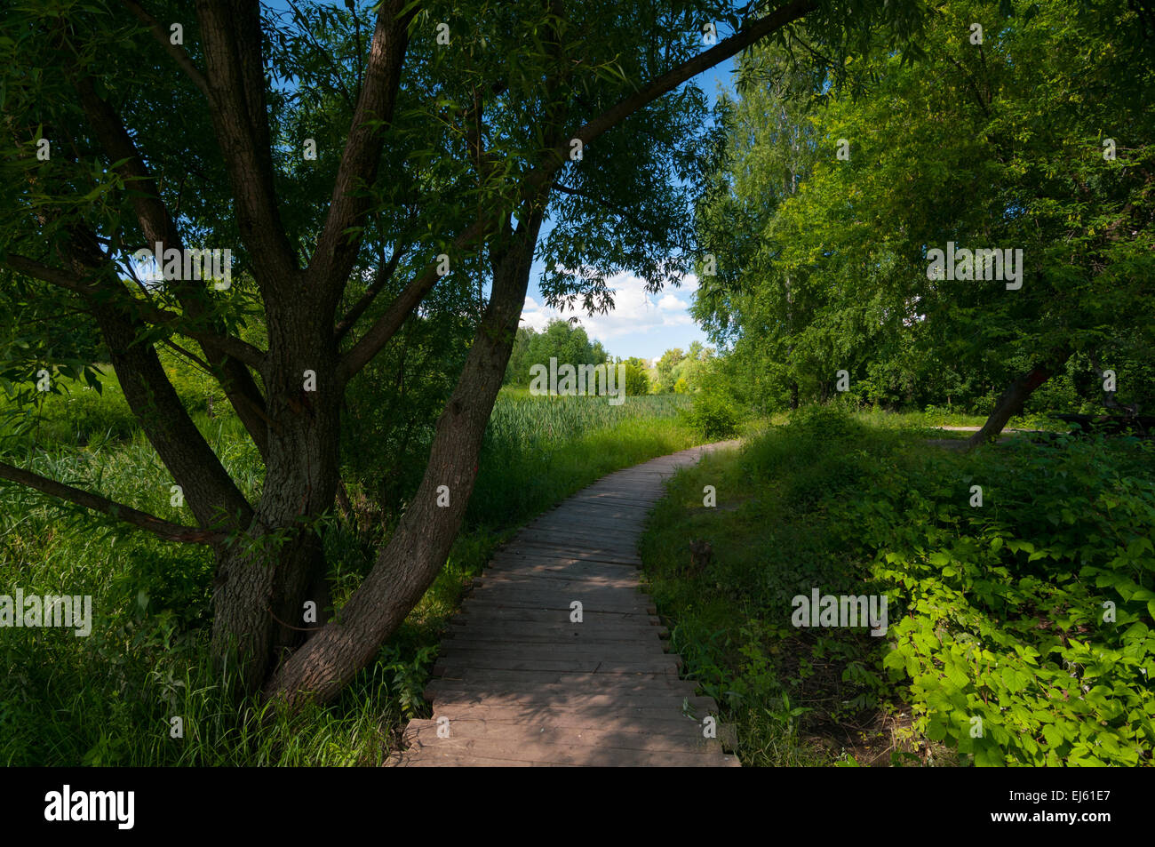 In the shadow of the park at summer Stock Photo - Alamy