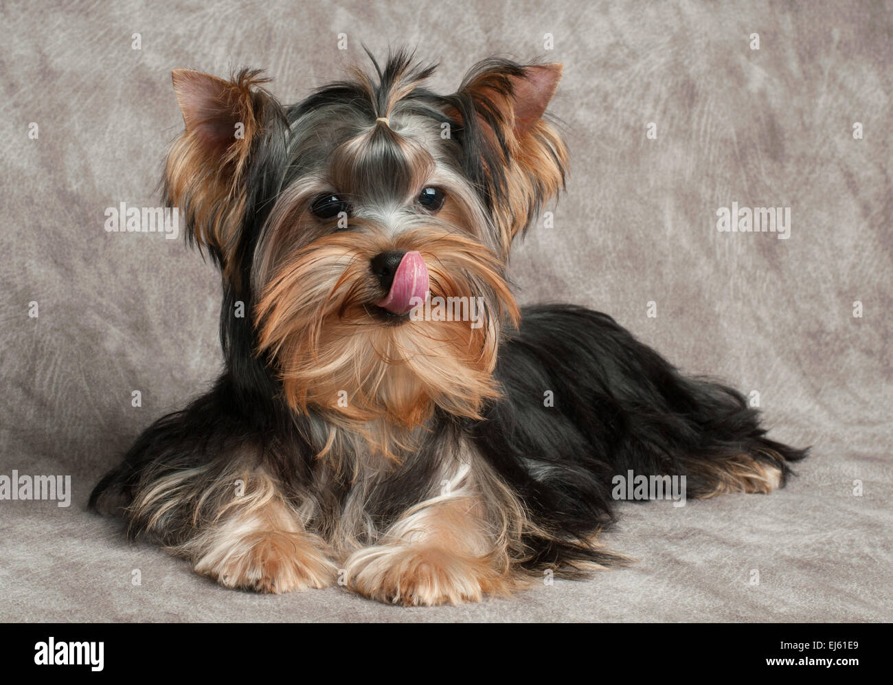 How Long Should A Yorkie Eat Puppy Food