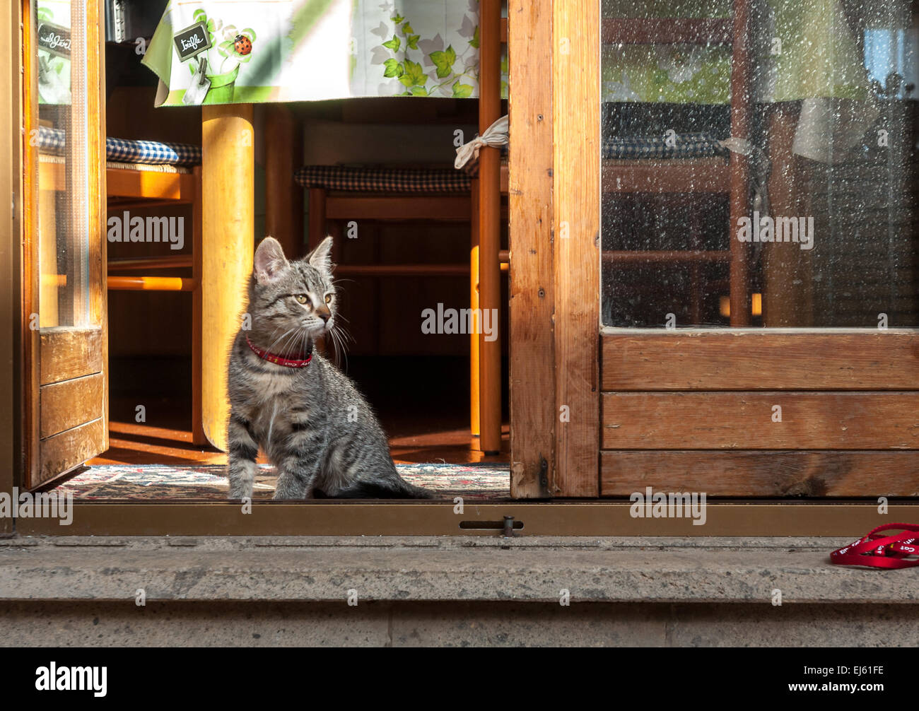 Brindle cat hi-res stock photography and images - Alamy