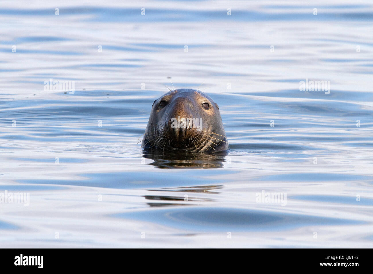 Grey seal face at Cape Cod National Seashore Stock Photo - Alamy