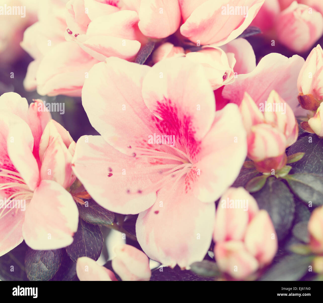 Azalia Flowers High Resolution Stock Photography and Images - Alamy