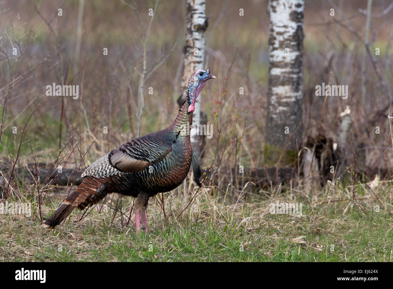 Eastern wild Turkey Stock Photo - Alamy