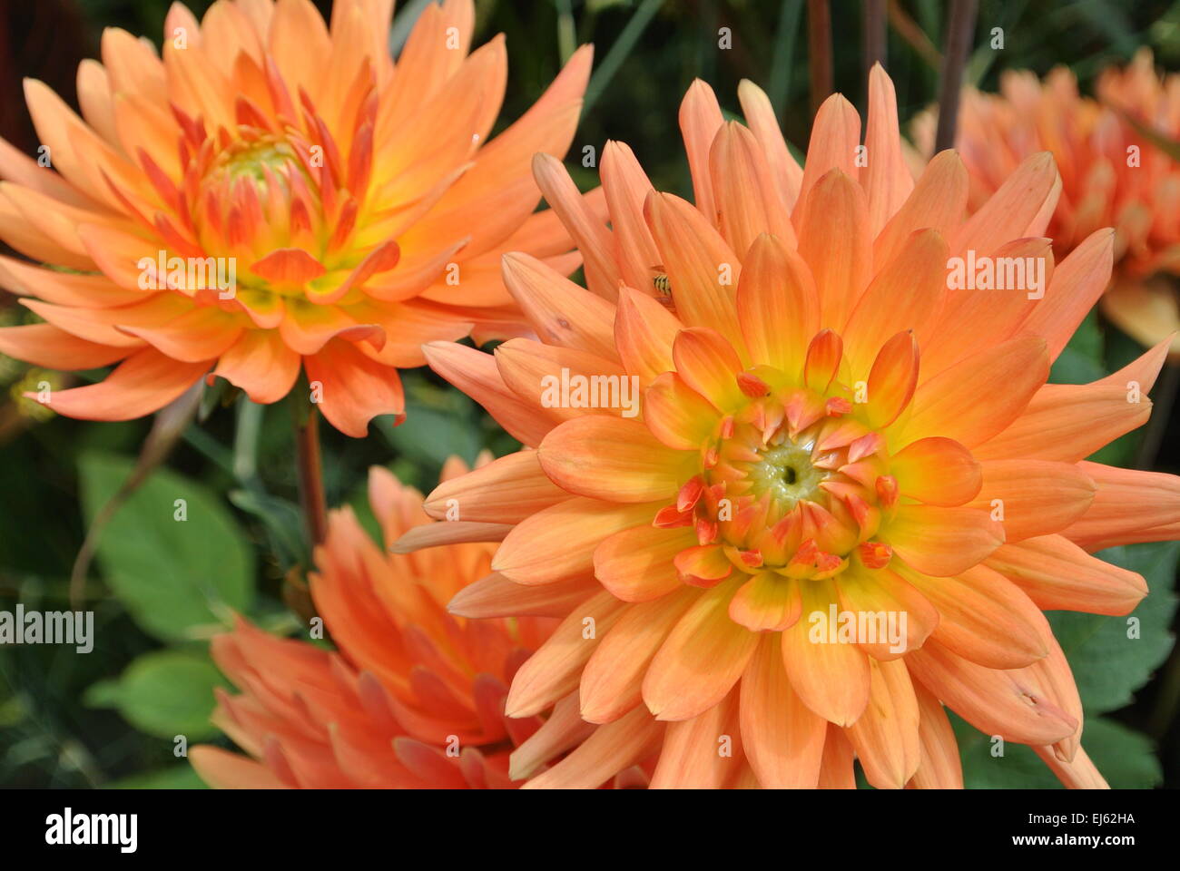 Blooming orange flower Stock Photo - Alamy