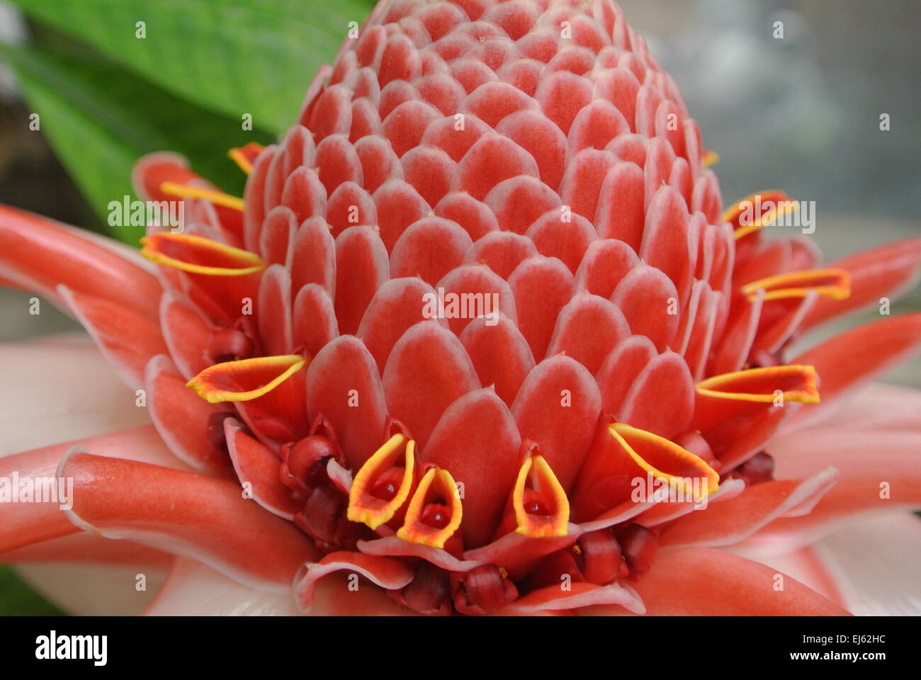 Exotic red flower Stock Photo - Alamy