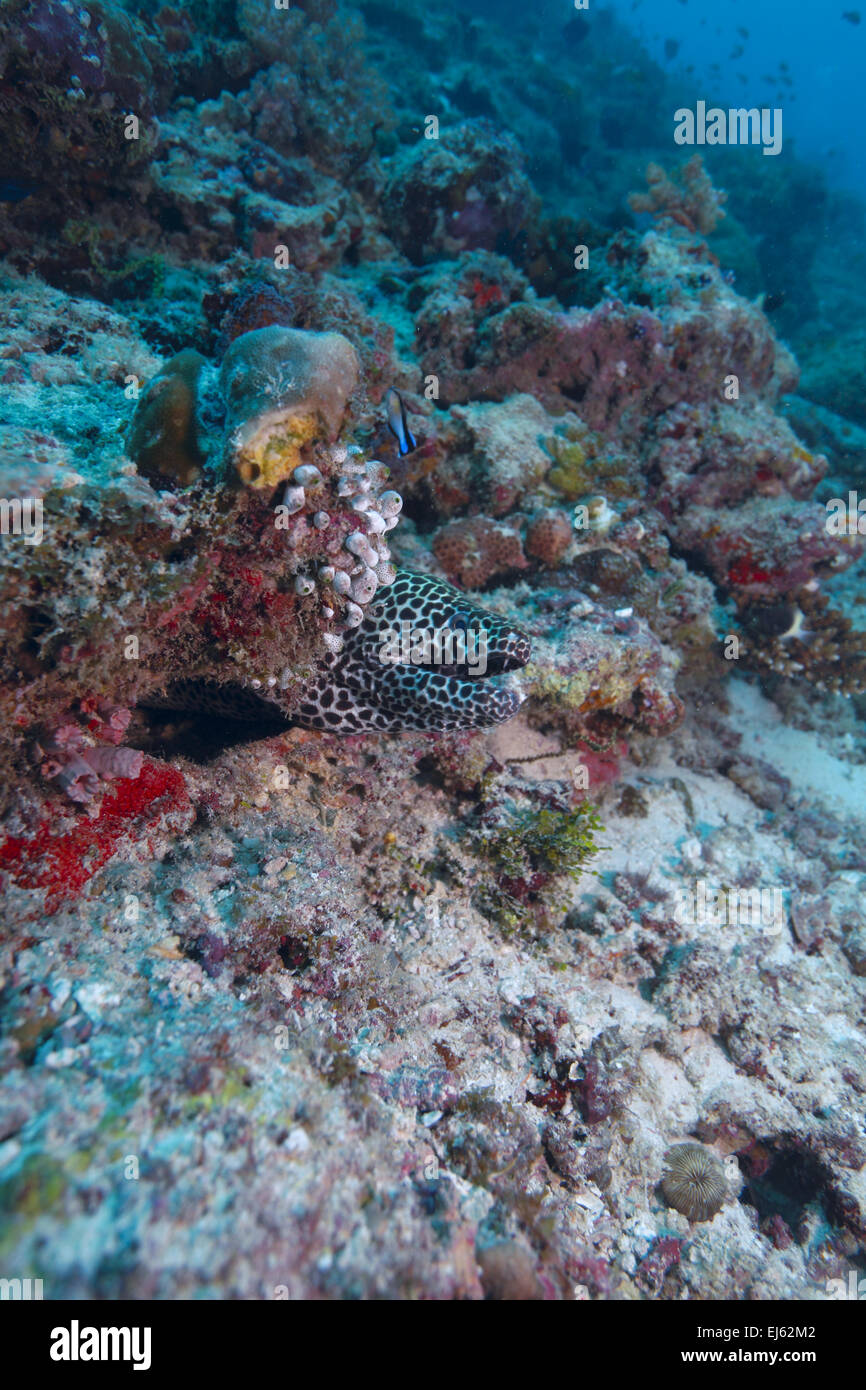 The laced moray (gymnothorax favagineus), Maldives Stock Photo - Alamy