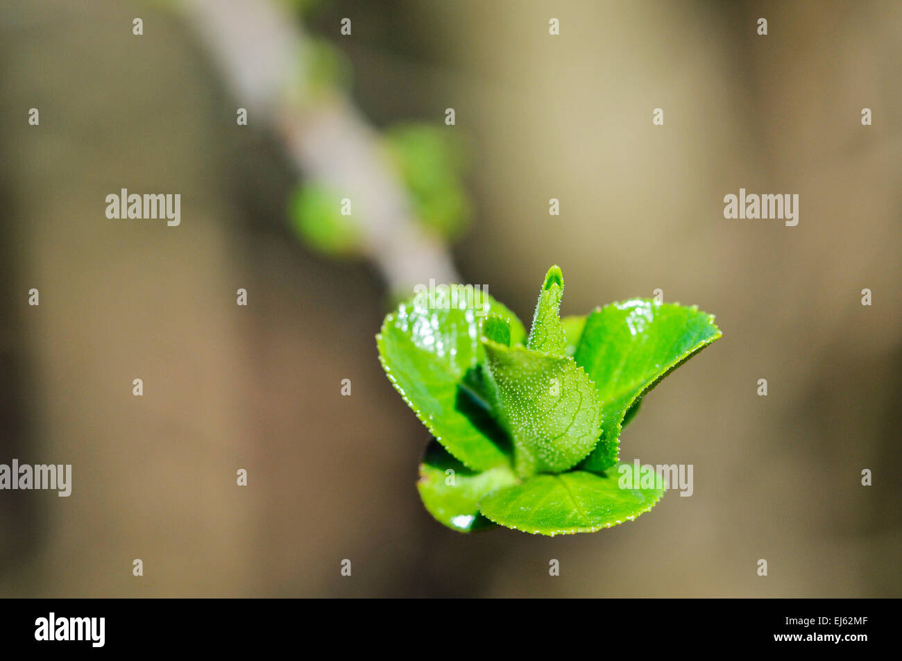 Uncurl hi-res stock photography and images - Alamy