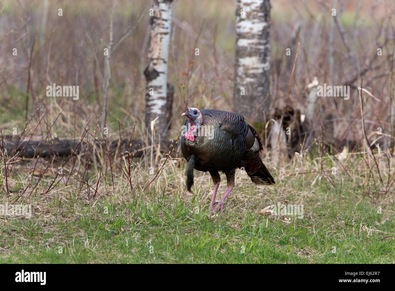 Eastern wild Turkey Stock Photo - Alamy
